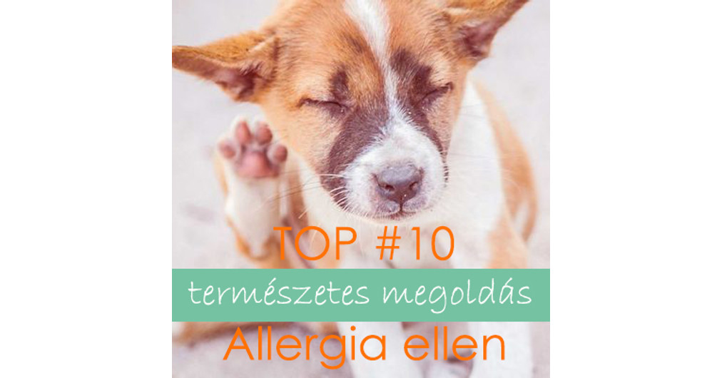 Top 10 antiallergén a kutyád számára